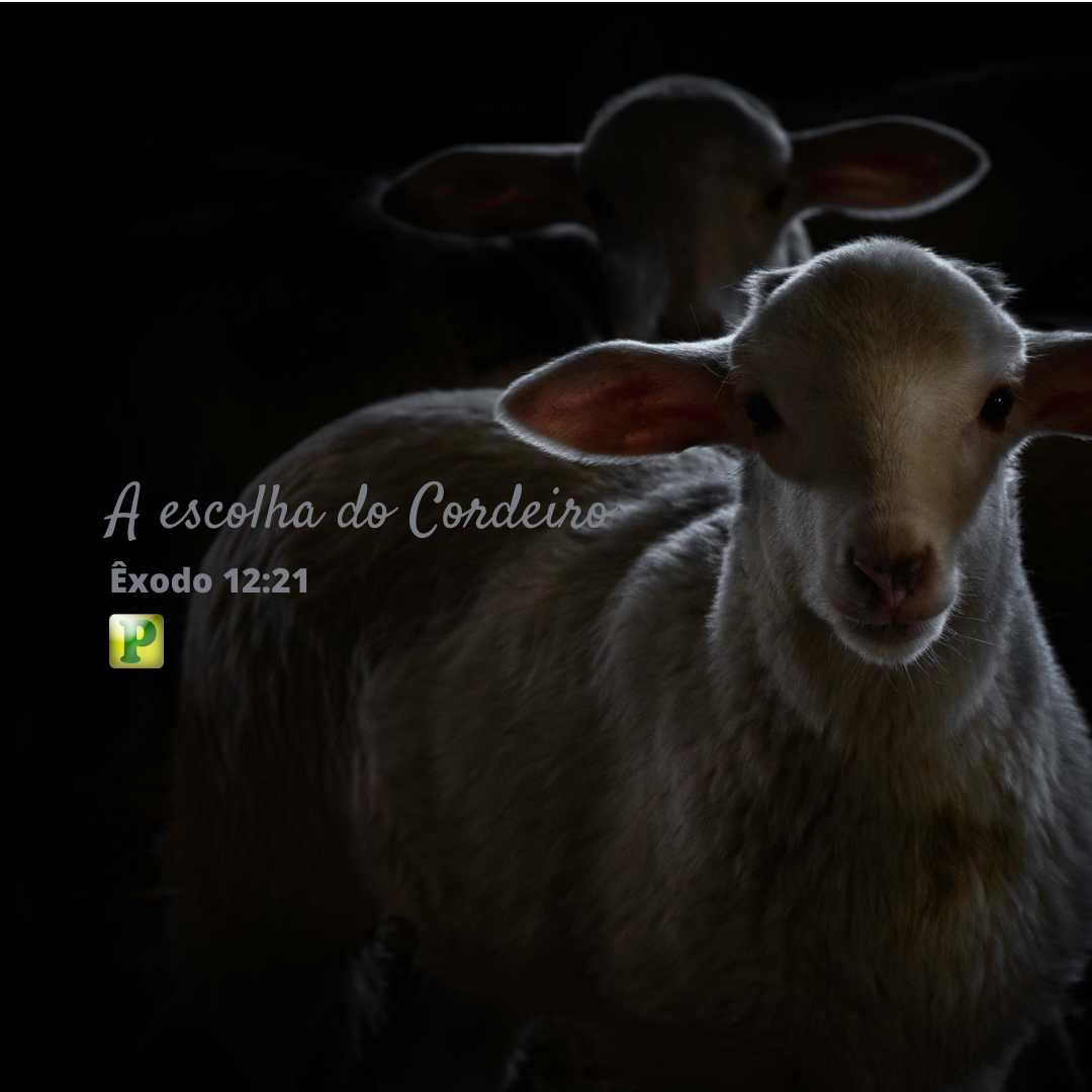 The choice of the Lamb - Exodus 12:21 - Preaching Outline